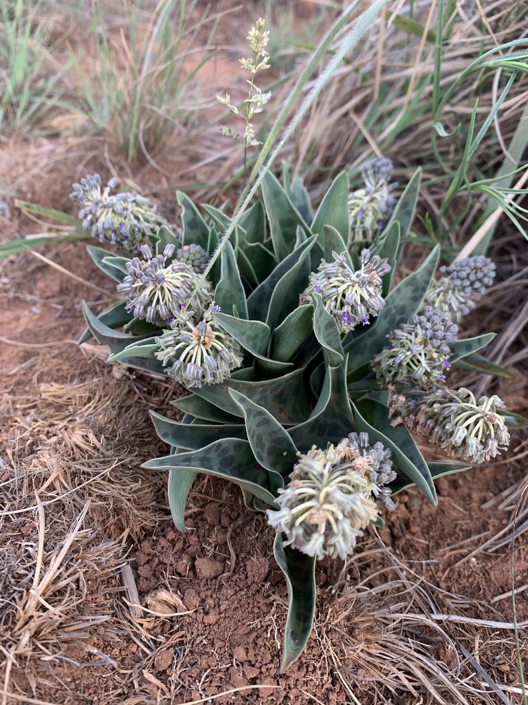 rough-leaved African hyacinth from MP, ZA on October 31, 2020 at 03:31 ...