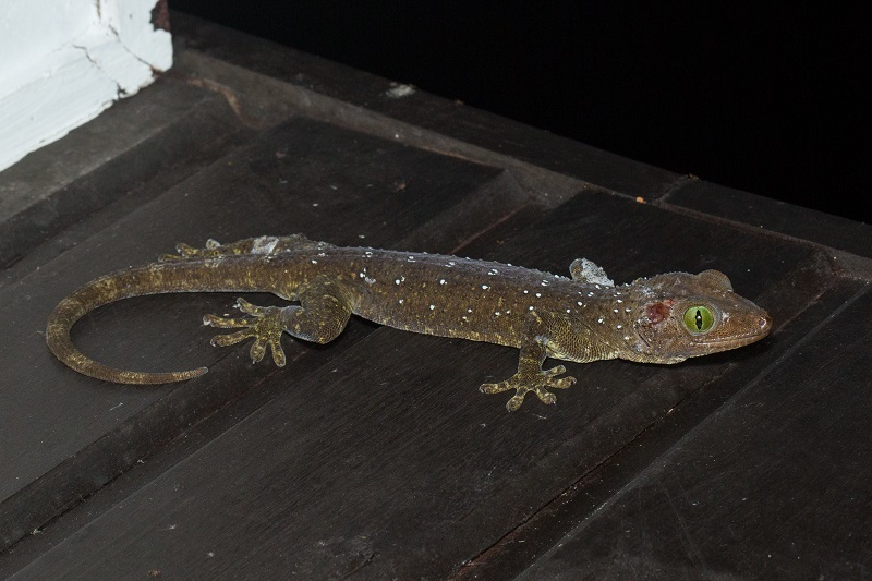 Large Forest Gecko from Gunung Mulu NP, Sarawak, Malaysia on April 9 ...