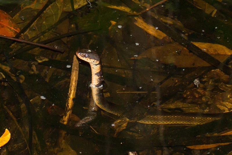 Malaysian Brown Snake from Gunung Mulu NP, Sarawak, Malaysia on April ...