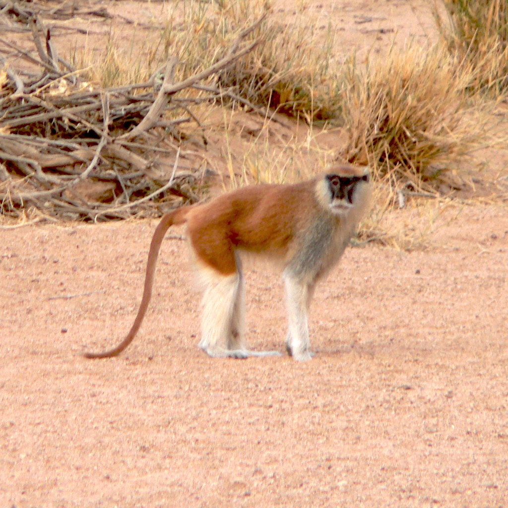 Patas Monkey from Arlit, Niger on July 25, 2006 at 12:45 PM by Fabien ...