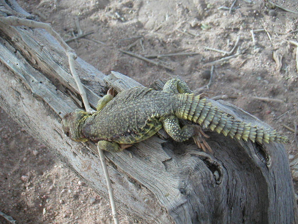 Geyr’s Spiny-tailed Lizard in April 2004 by Fabien Anthelme · iNaturalist