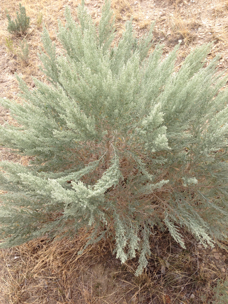 Sand Sagebrush (Plants of Jackson Lake State Park) · iNaturalist