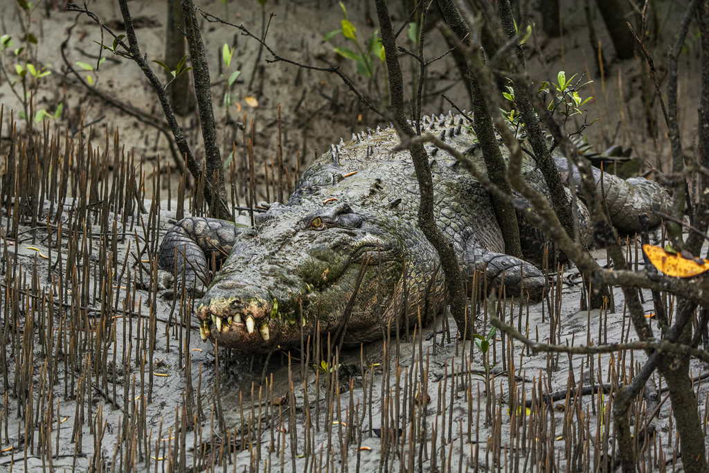 Saltwater Crocodile (reptiles of australia) · iNaturalist