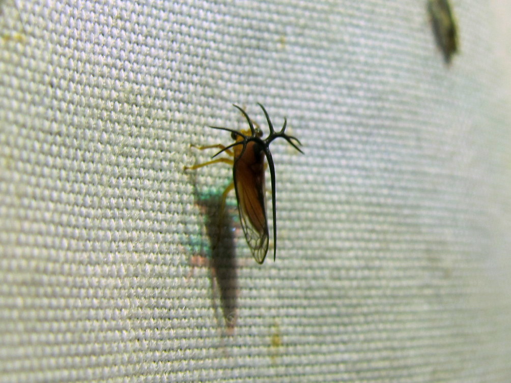 Umbelligerus Deitz, 1975