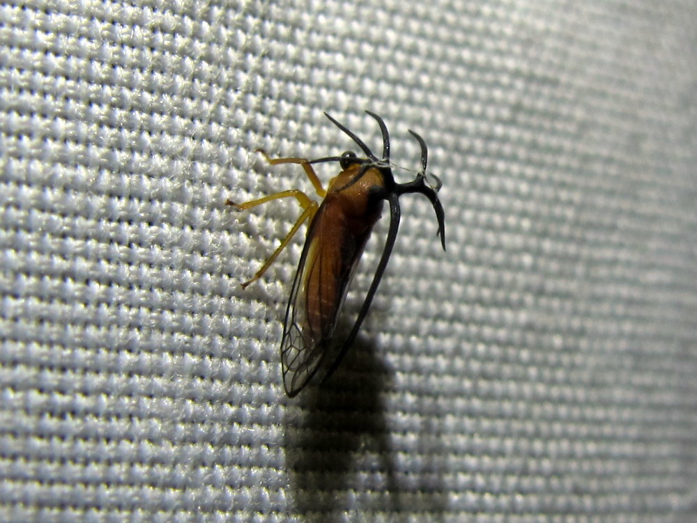 Umbelligerus Deitz, 1975