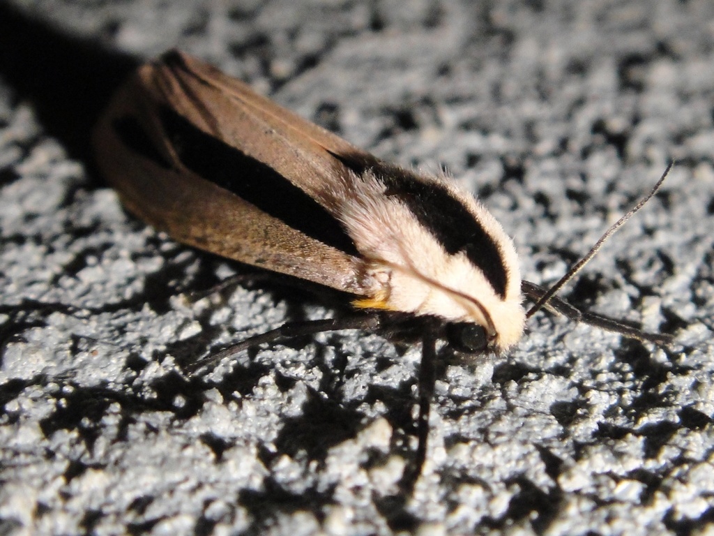 Baphomet Moth from 台灣台南市 on November 3, 2020 at 07:32 PM by 鳥松の熊 ...