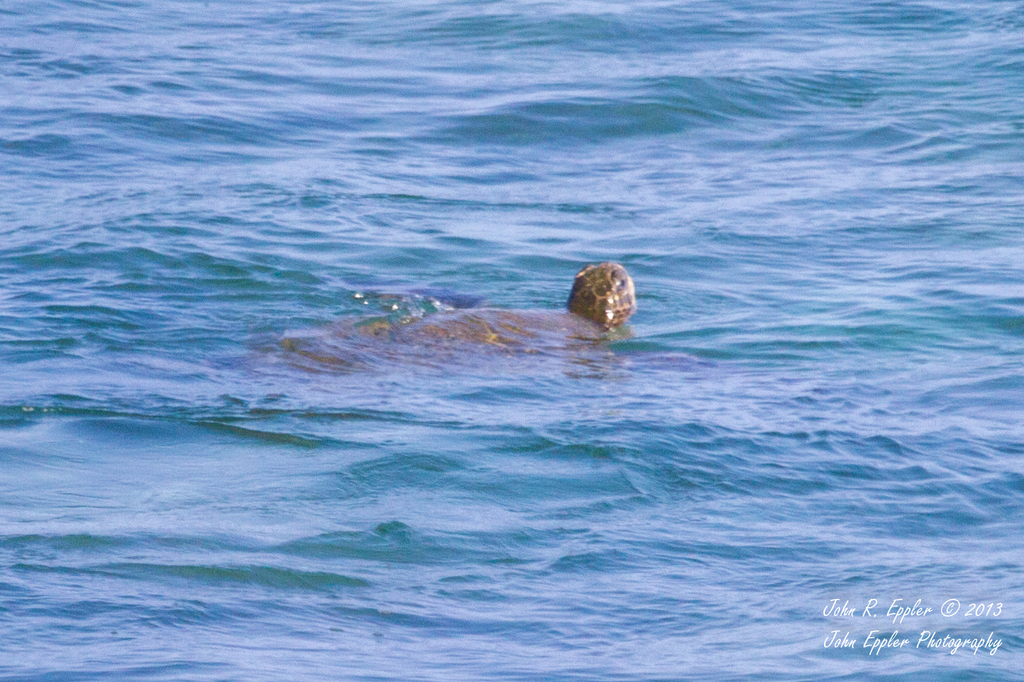 Loggerhead Sea Turtle in April 2013 by John Eppler. Loggerhead Sea ...