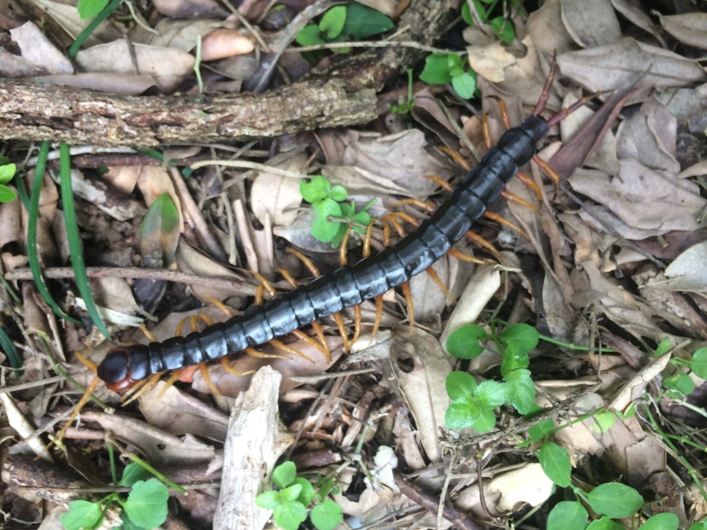 Chinese Red-headed Centipede from 台灣屏東縣 on July 9, 2019 at 11:14 AM by ...
