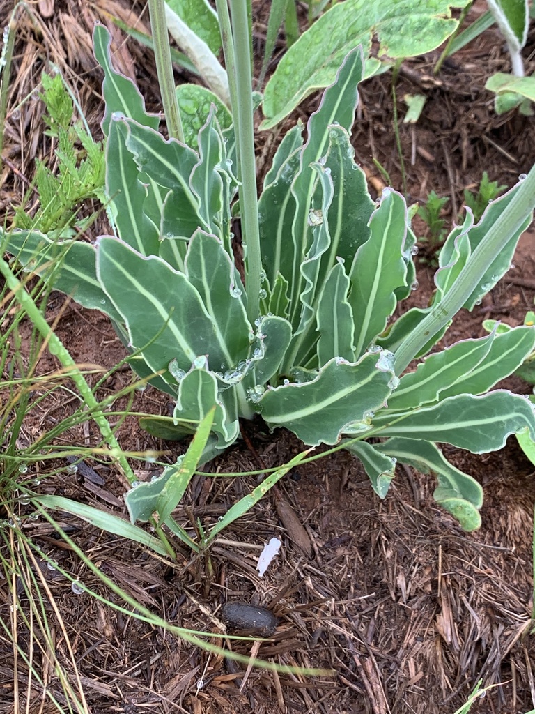 Natal Babooncabbage (Othonna natalensis) - Botanical Realm