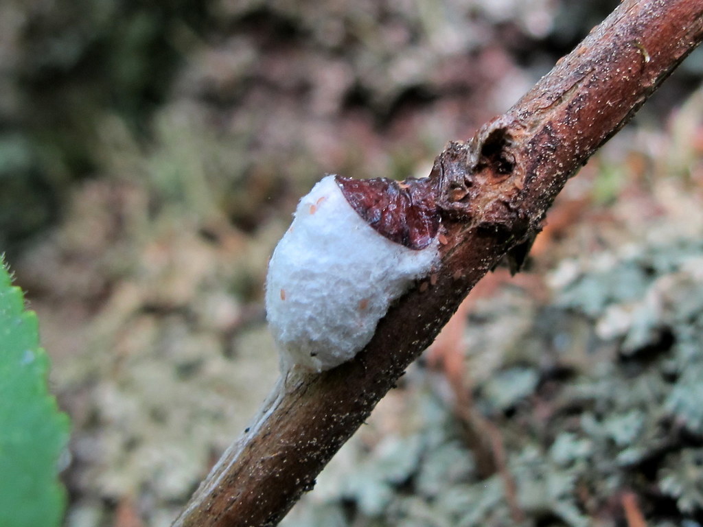 Cottony Maple Scale (Scale insects of SW Australia) · iNaturalist
