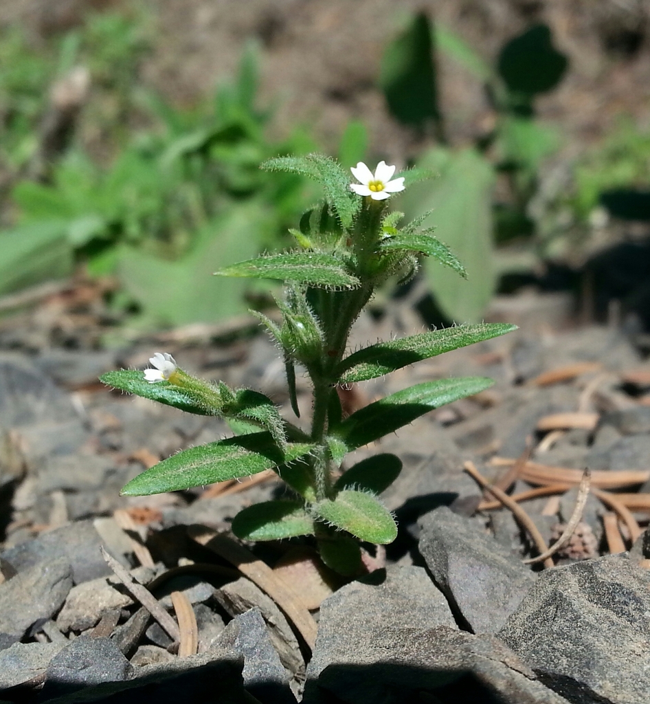 Microsteris gracilis (Plantas comunes en jardines del Noroeste de la ...