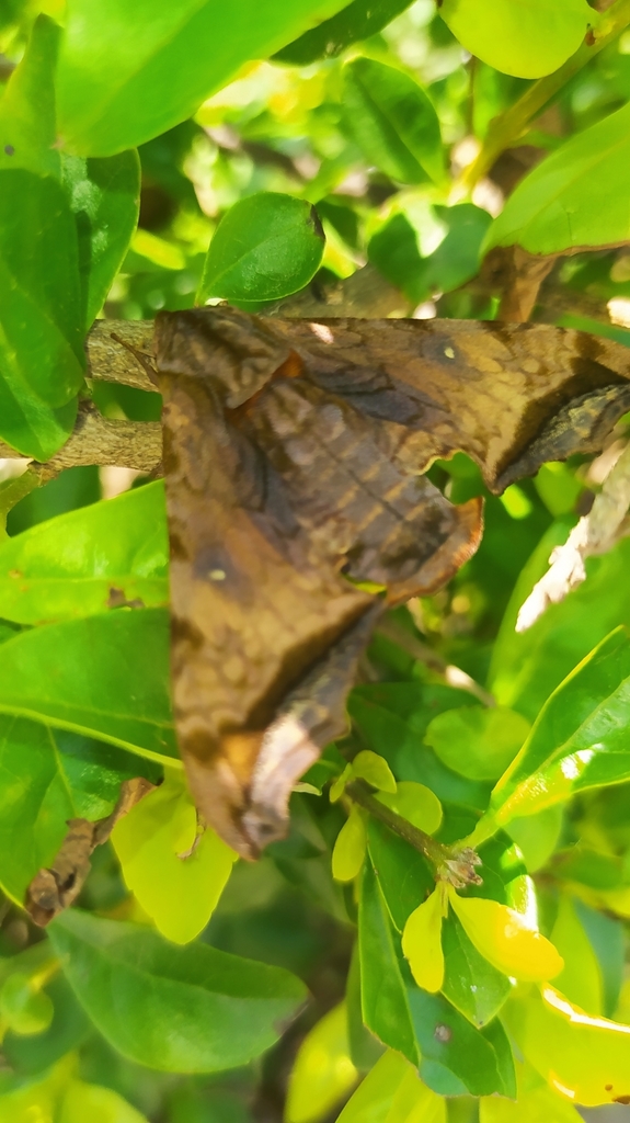 Nyceryx riscus (Polillas Los Magnolios) · iNaturalist