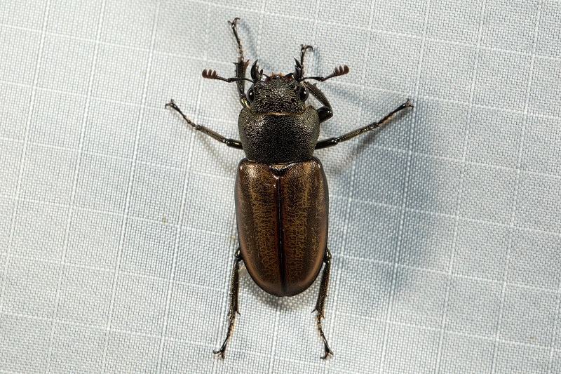 Cyclommatus murutiorum (Mushiking of Malay Archipelago) · iNaturalist