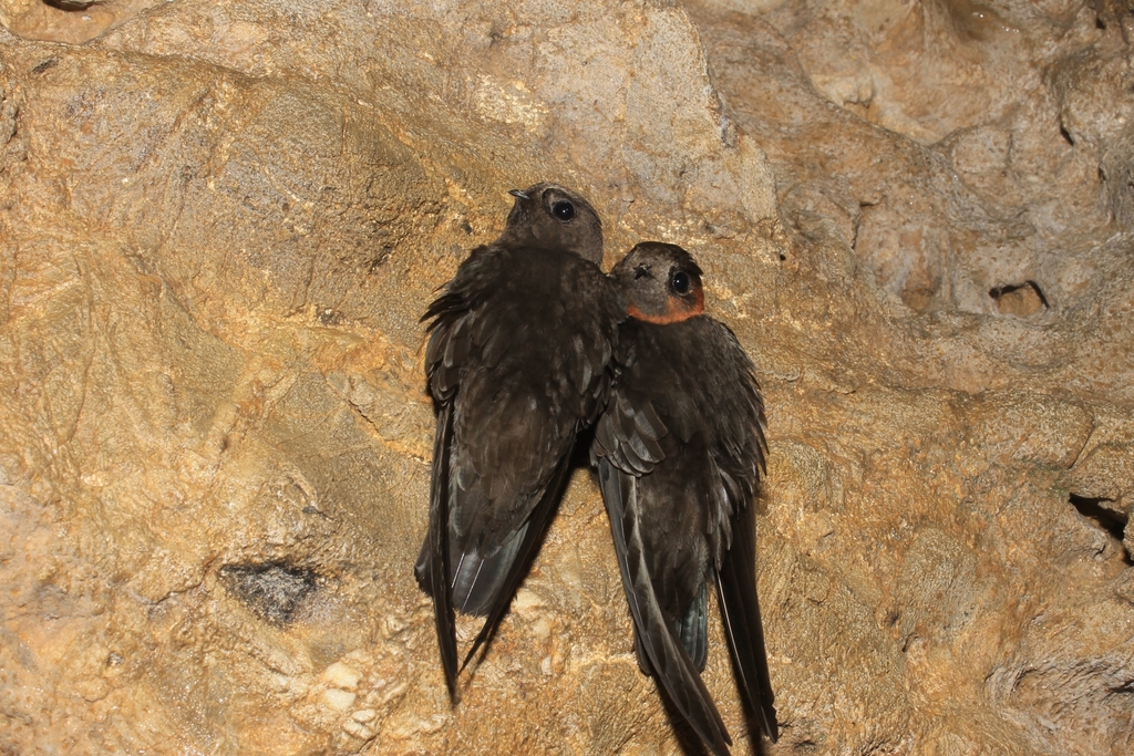 Chestnut-collared Swift from San Miguel Cuevas, Oax., México on May 18 ...