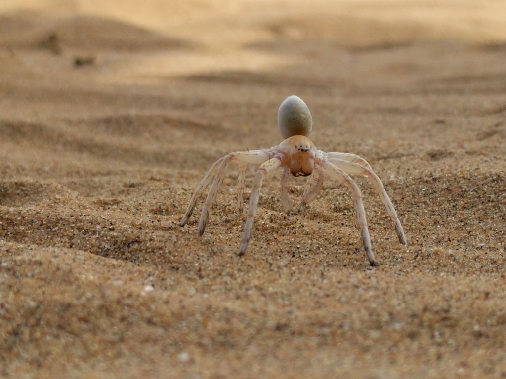 wheel spider from Quad track, Swakopmund, Namibia on April 18, 2017 at ...