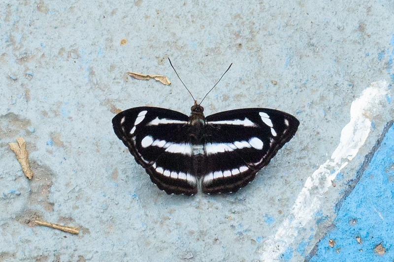 Athyma from Mahua Falls, Tambunan, Sabah, Malaysia on October 29, 2019 ...