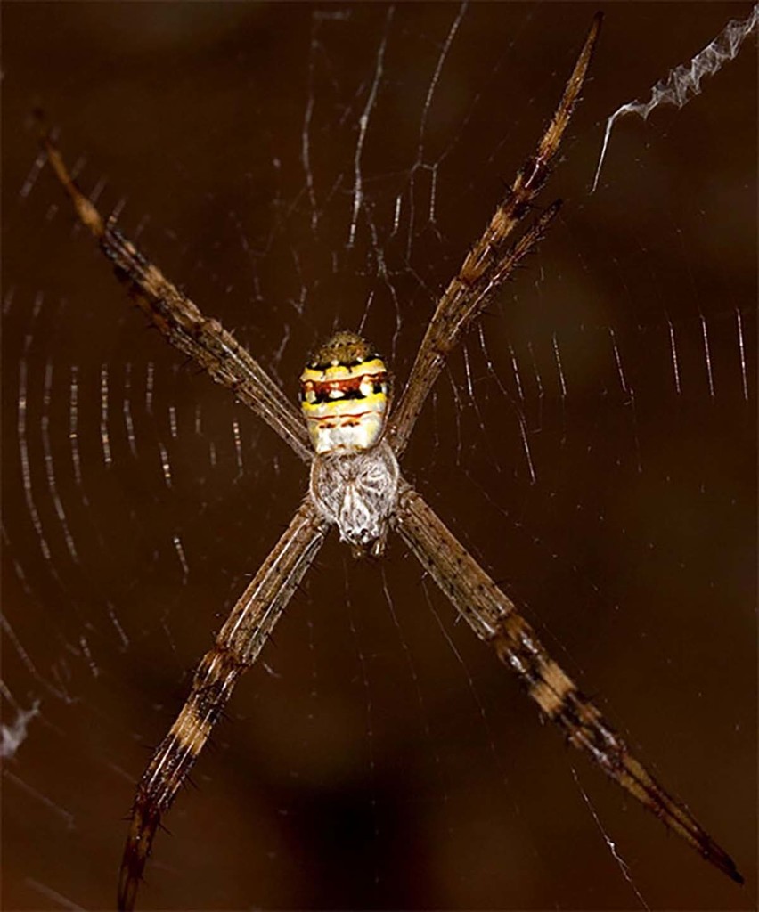 Saint Andrew's Cross Spider from 33 Ray Myers Rd, Imbil QLD 4570 ...