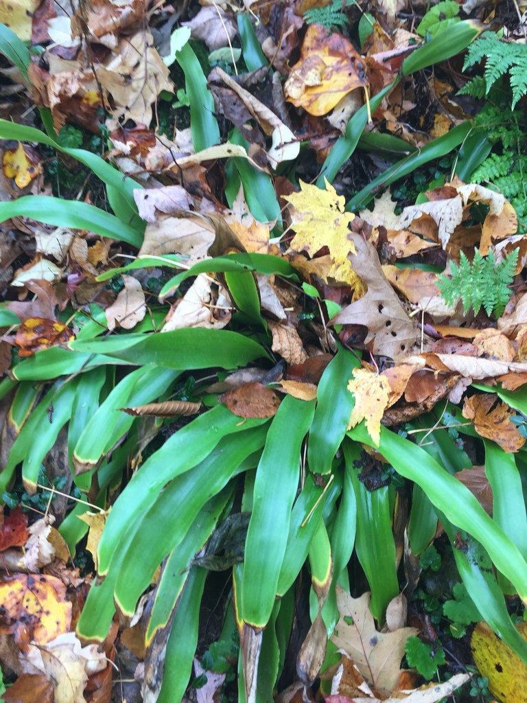 Fraser's Sedge in October 2020 by ployd · iNaturalist