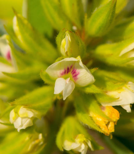 round-headed bush clover (Plants of the St. Olaf Natural Lands ...
