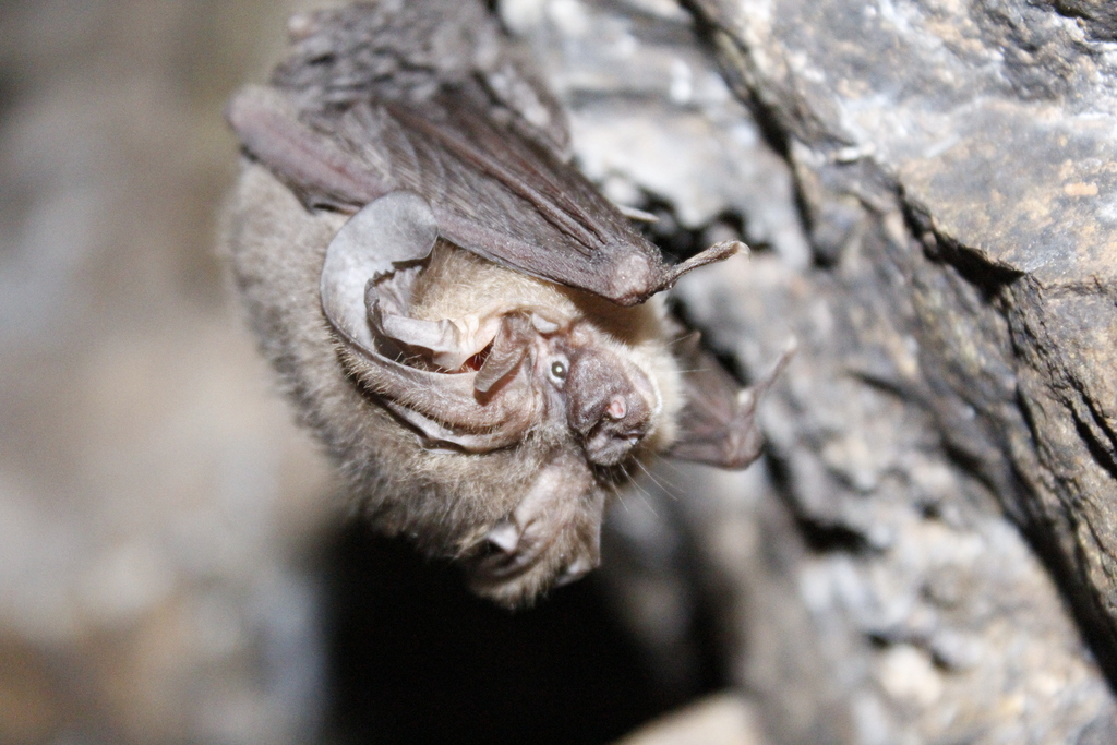 Mexican Big-eared Bat in January 2016 by M. C. Gerardo Eusebio Valdes ...