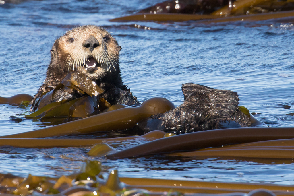 Mustelids (Mustelidae) - Know Your Mammals