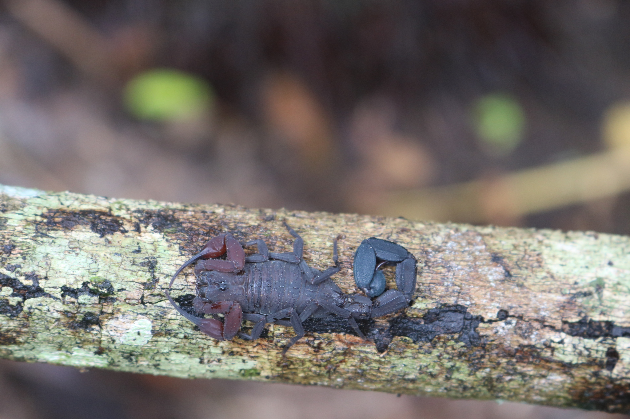 Tityus pachyurus Pocock, 1897