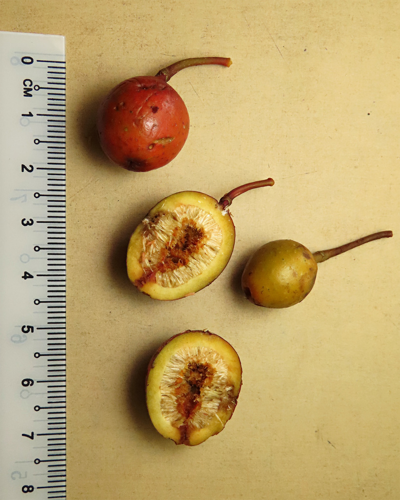 Ficus allutacea from Tawau, Sabah, Malaysia on May 31, 2020 at 12:33 PM ...