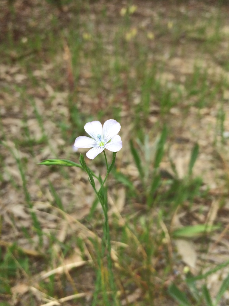 Australian Flax from Melbourne VIC, Australia on November 4, 2020 at 08 ...
