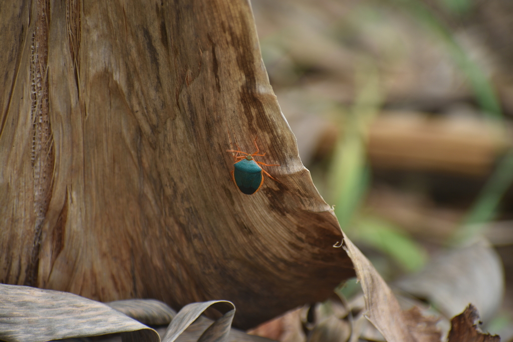 Red-bordered Stink Bug from Necoclí, Antioquia, Colombia on November 2 ...