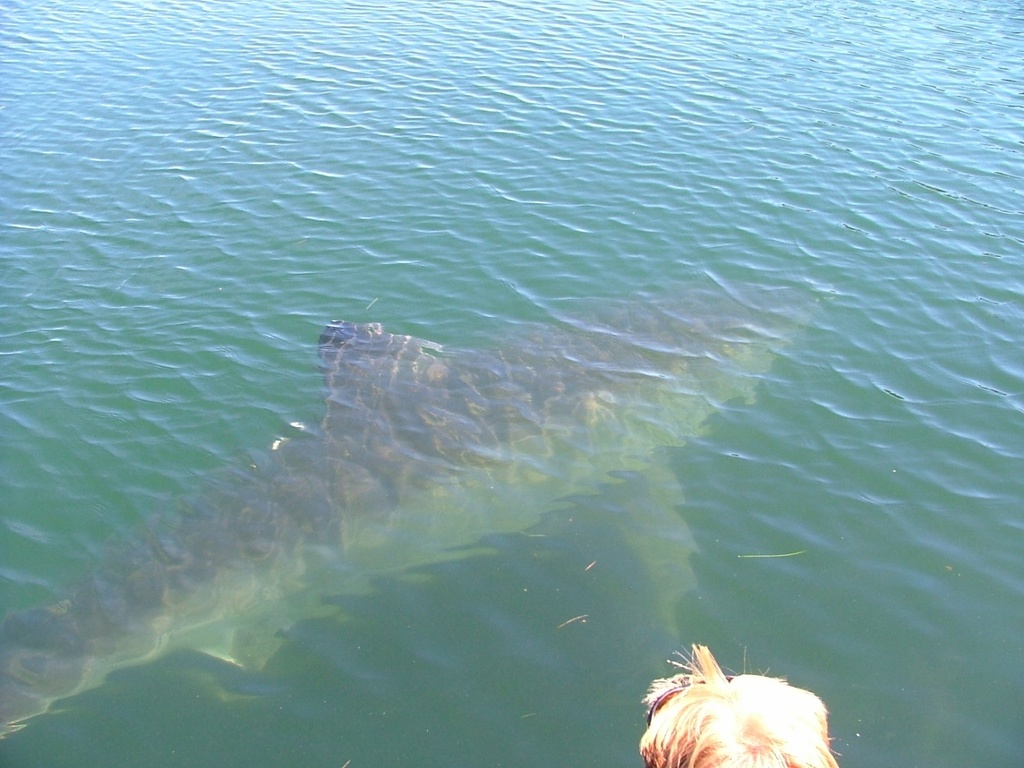 Great White Shark in September 2004 by David Remsen. This is the 15 ...
