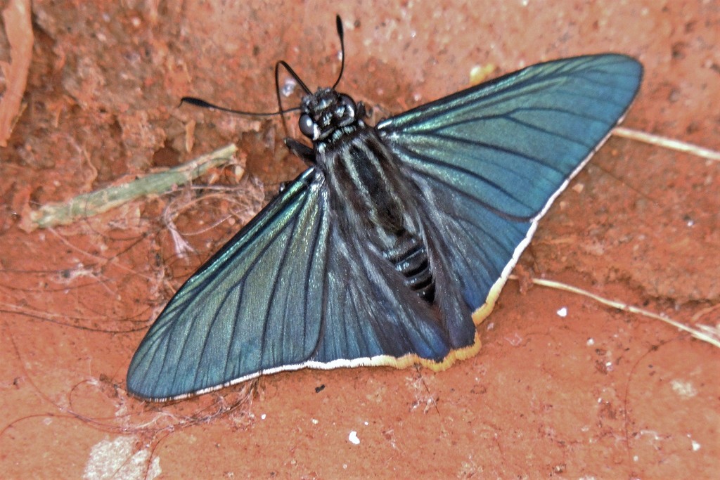 Phocides charon (Panamã Guaçu I) · iNaturalist