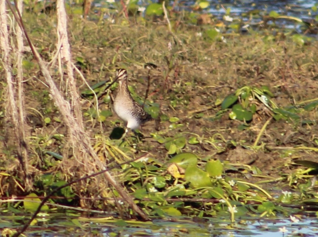 Wilson's Snipe from Ingleside, TX, USA on November 03, 2020 at 04:28 PM ...