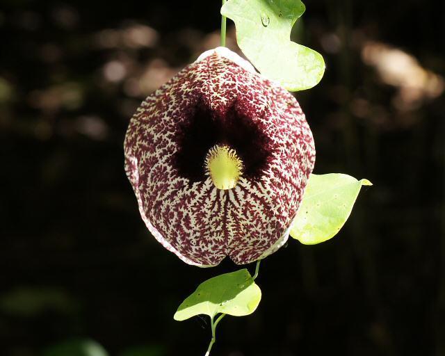 Calico-flower from Good Night QLD 4671, Australia on April 06, 2011 at ...