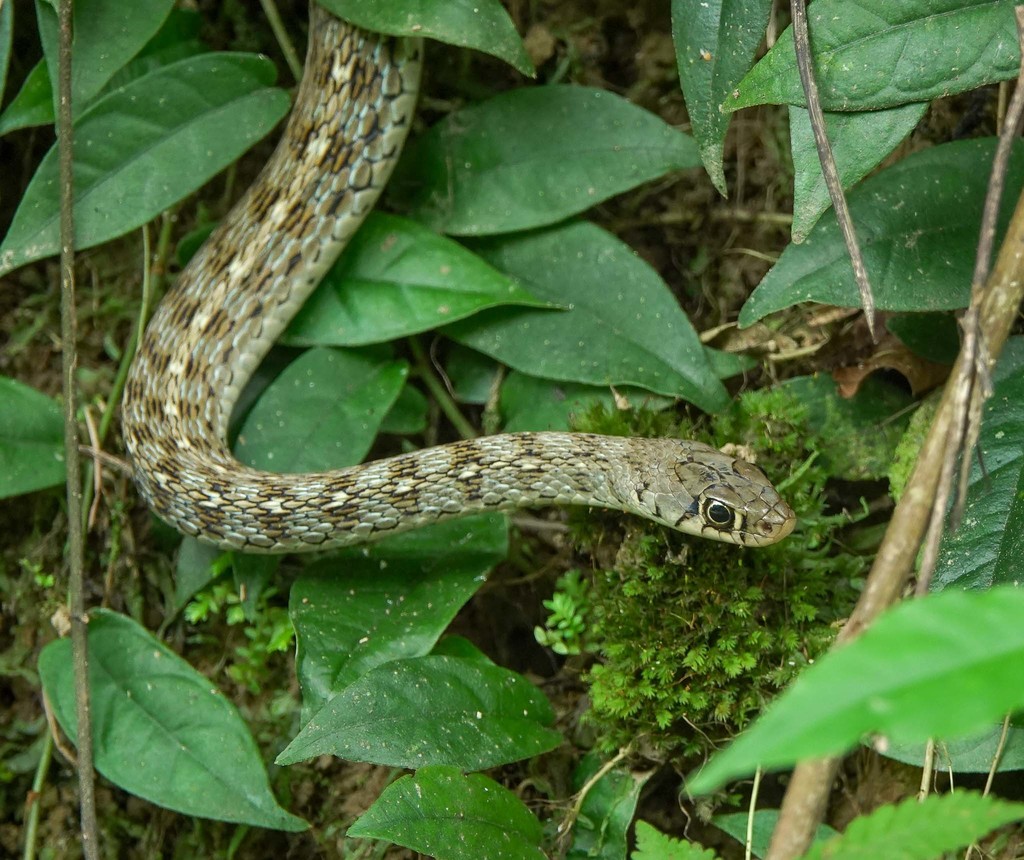 Buff Striped Keelback from Makunda Forest trail, Karimganj, Assam ...