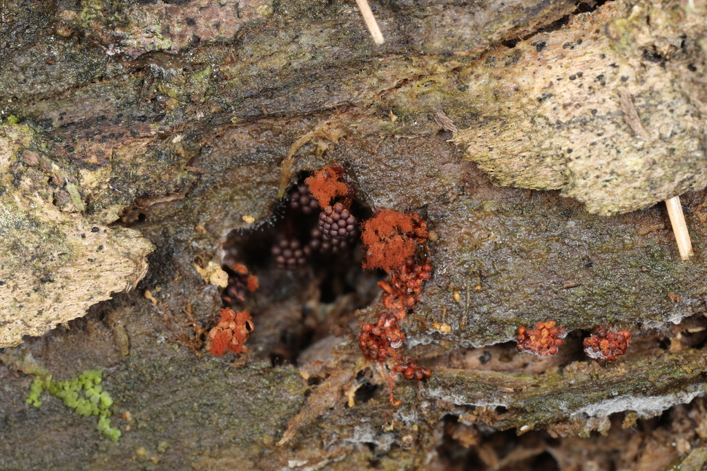 Wasp's Nest Slime Mold from Lincoln State Park, Indiana, USA on August ...