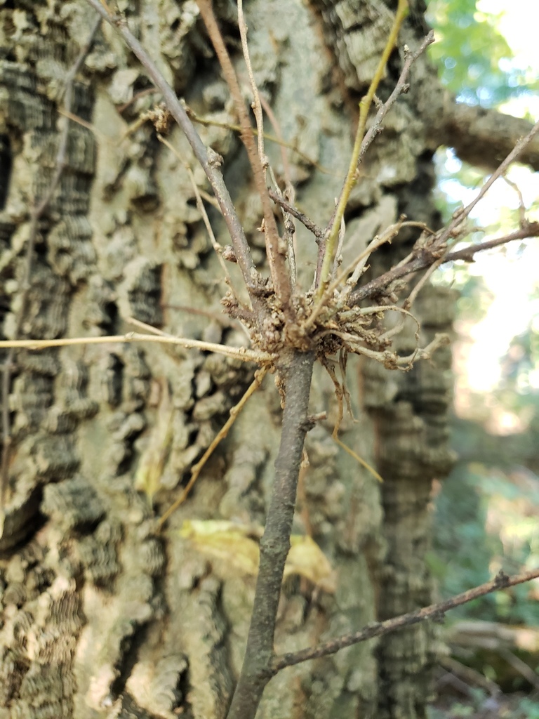 Witches Broom of Hackberry Fungus from Lincoln State Park, Indiana, USA ...