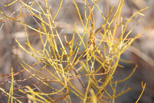 Olax aphylla · iNaturalist United Kingdom