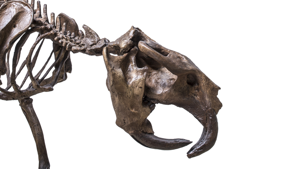 Giant Beavers (Castoroides) - Know Your Mammals