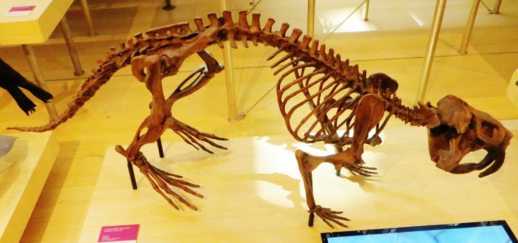 Giant Beaver (Castoroides ohioensis) - Know Your Mammals