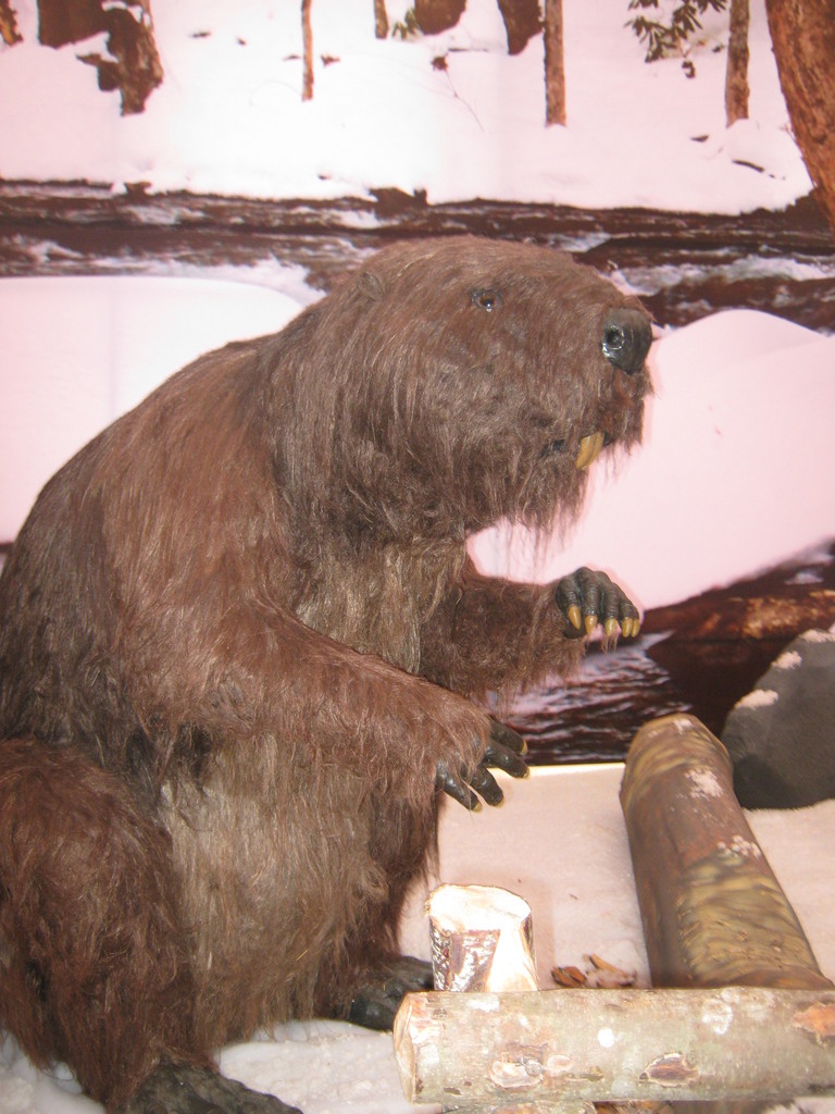 Giant Beaver (Castoroides ohioensis) - Know Your Mammals