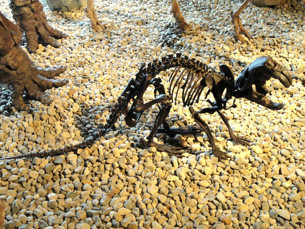 Giant Beaver (Castoroides ohioensis) - Know Your Mammals