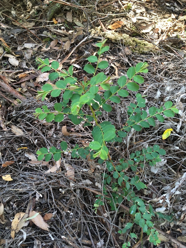 scrubby spurge in November 2020 by Miguel de Salas · iNaturalist
