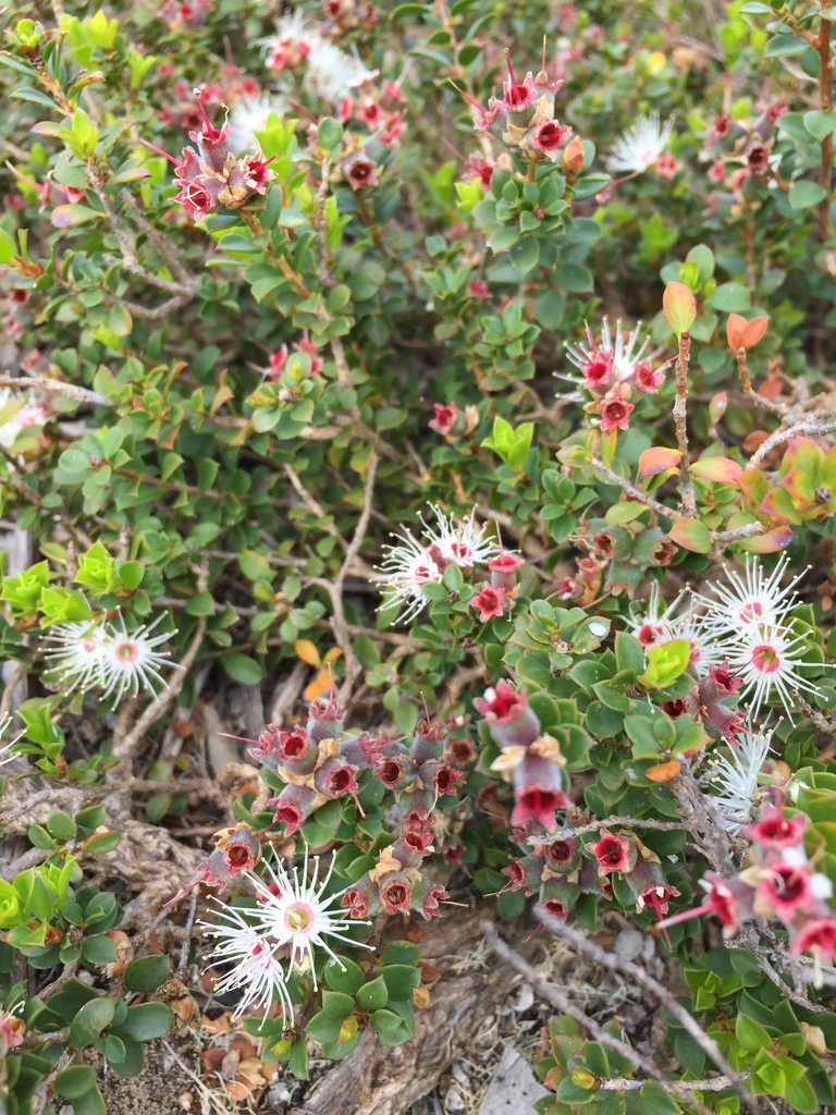 Muntries from Newland Head Conservation Park, Waitpinga, SA, AU on ...