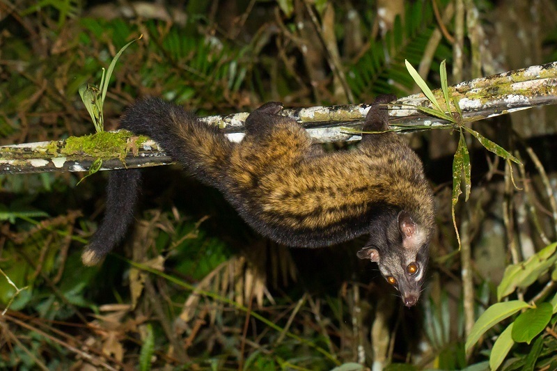 Southeast Asian Palm Civet (Paradoxurus musangus) - Know Your Mammals