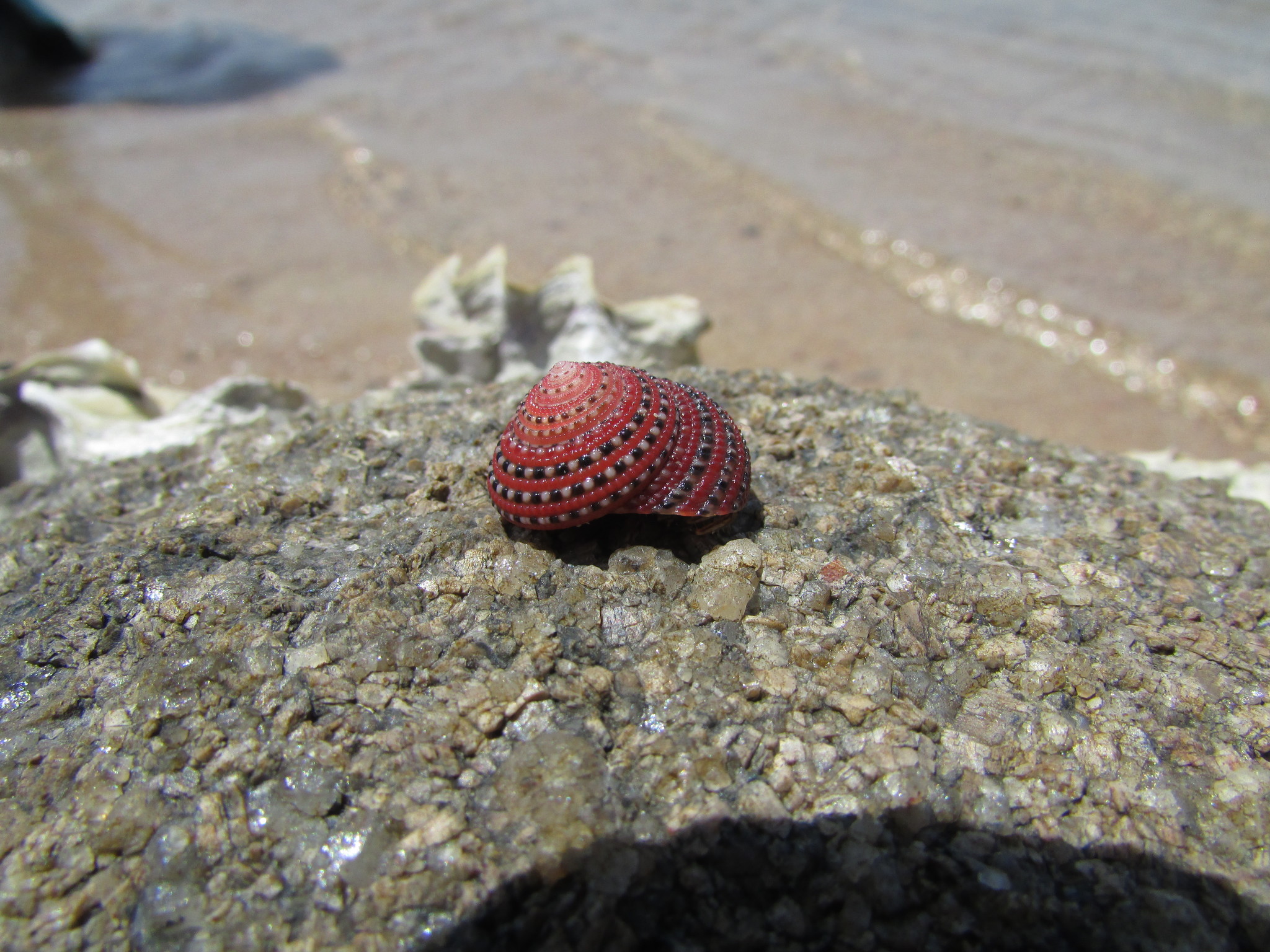 Clanculus pharaonius (Linnaeus, 1758)