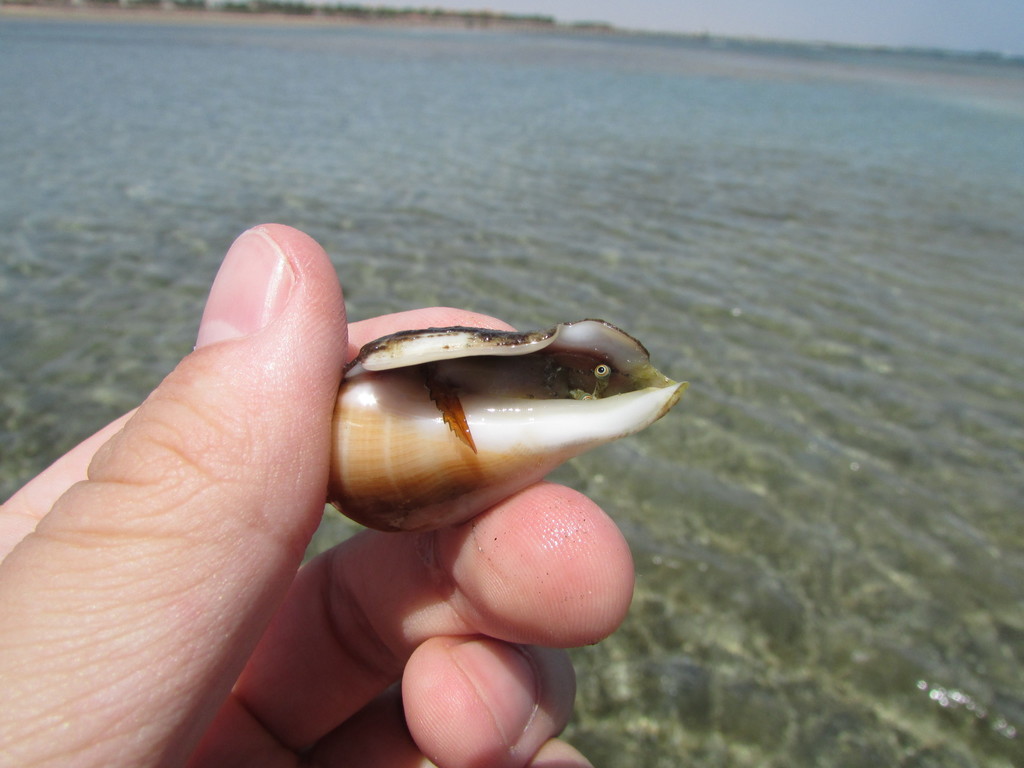 Gibbose Stromb from Hurghada, Qesm Hurghada, Al-Bahr-al-Ahmar, Egypte ...