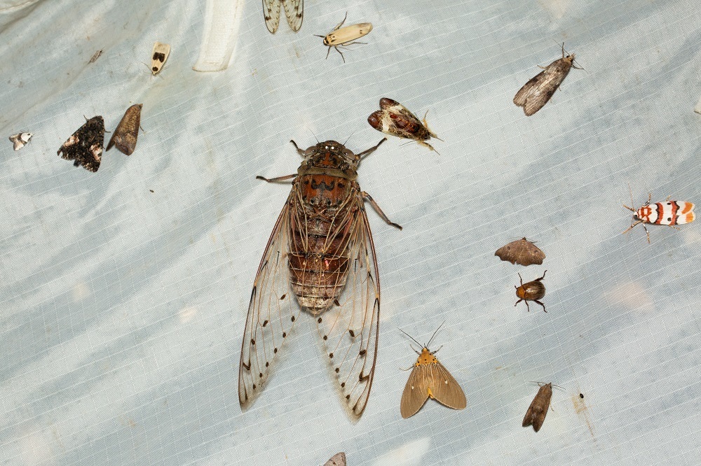 Empress Cicada from Fraser's Hill, Pahang, Malaysia on February 25 ...