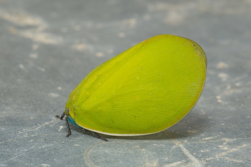 Flatida from Fraser's Hill, Pahang, Malaysia on February 21, 2020 at 05 ...
