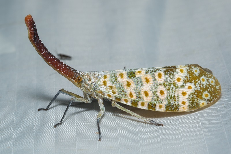 Pyrops oculatus from Fraser's Hill, Pahang, Malaysia on March 3, 2019 ...