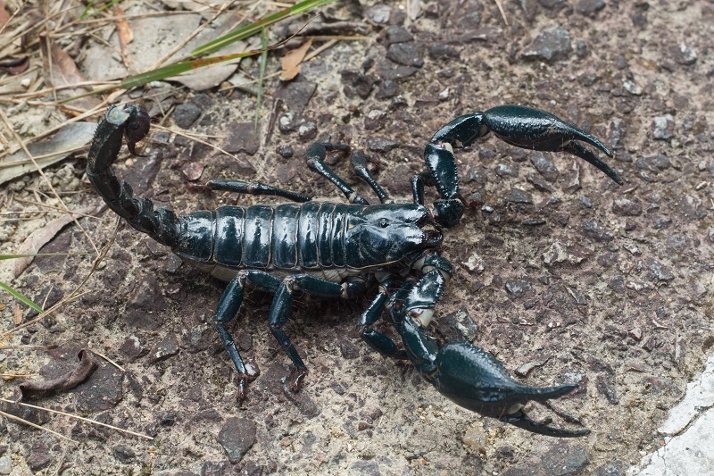 Asian forest scorpions from Fraser's Hill, Pahang, Malaysia on March 6 ...
